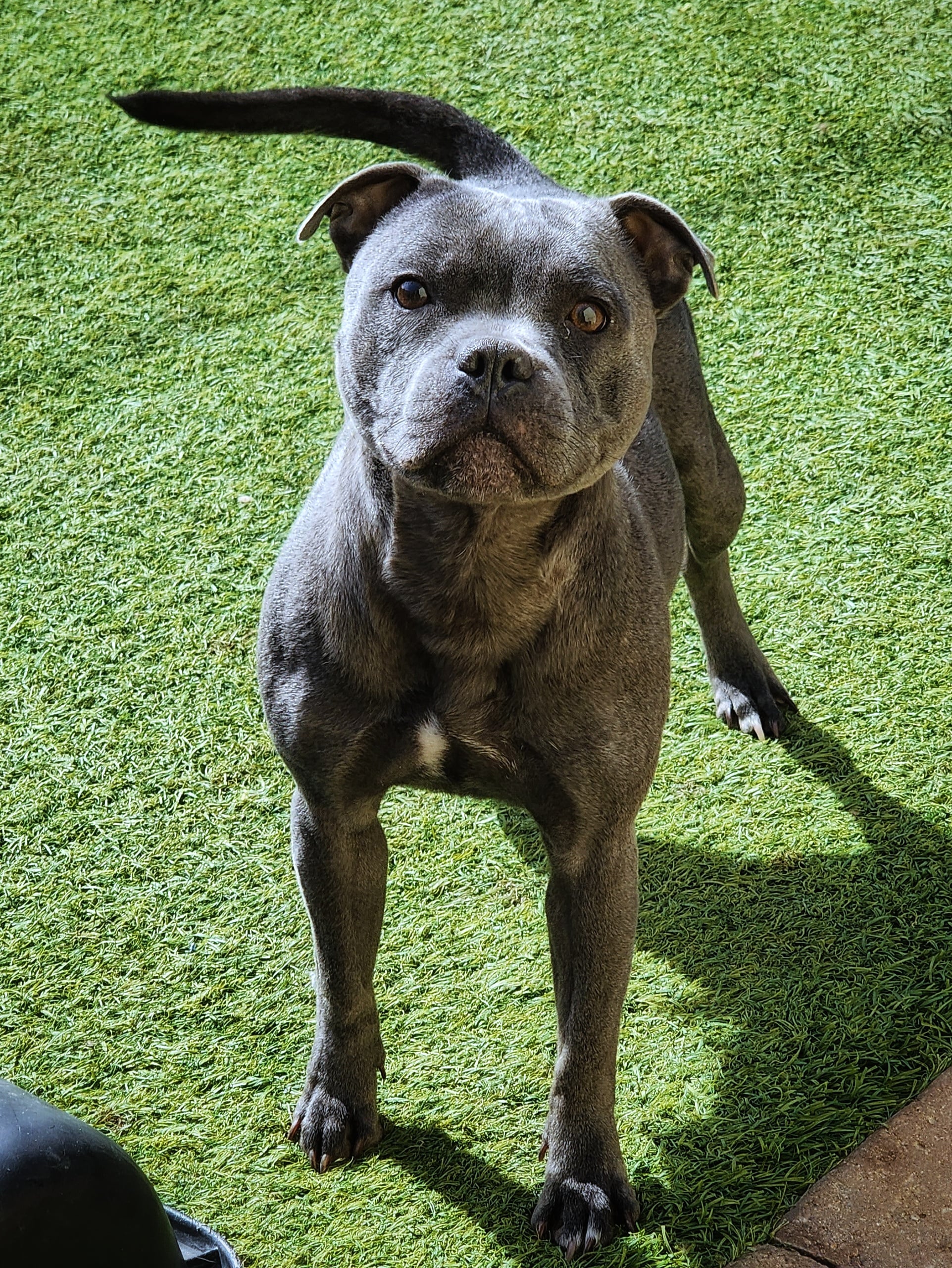 Wild Blue's Dory That's A Jellyfish | Staffordshire Bull Terrier | Bred ...