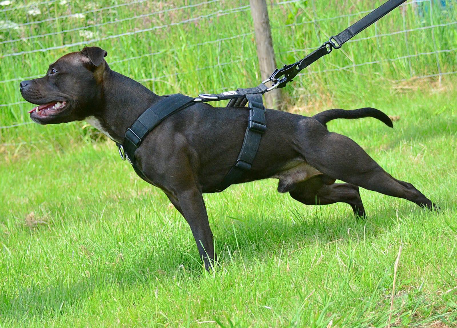 You’re Not My Kind | Staffordshire Bull Terrier | Nicola Dillon - SBT ...