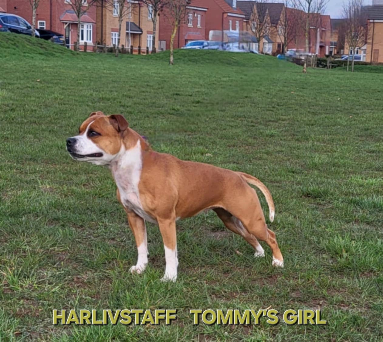 Harlivstaff Tommy's Girl | Staffordshire Bull Terrier | Iliyan Monovski ...