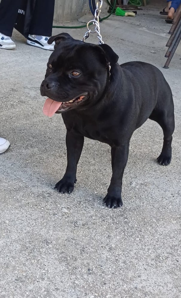 Bull Black Royal | Staffordshire Bull Terrier | Scaltrito santi - SBT ...
