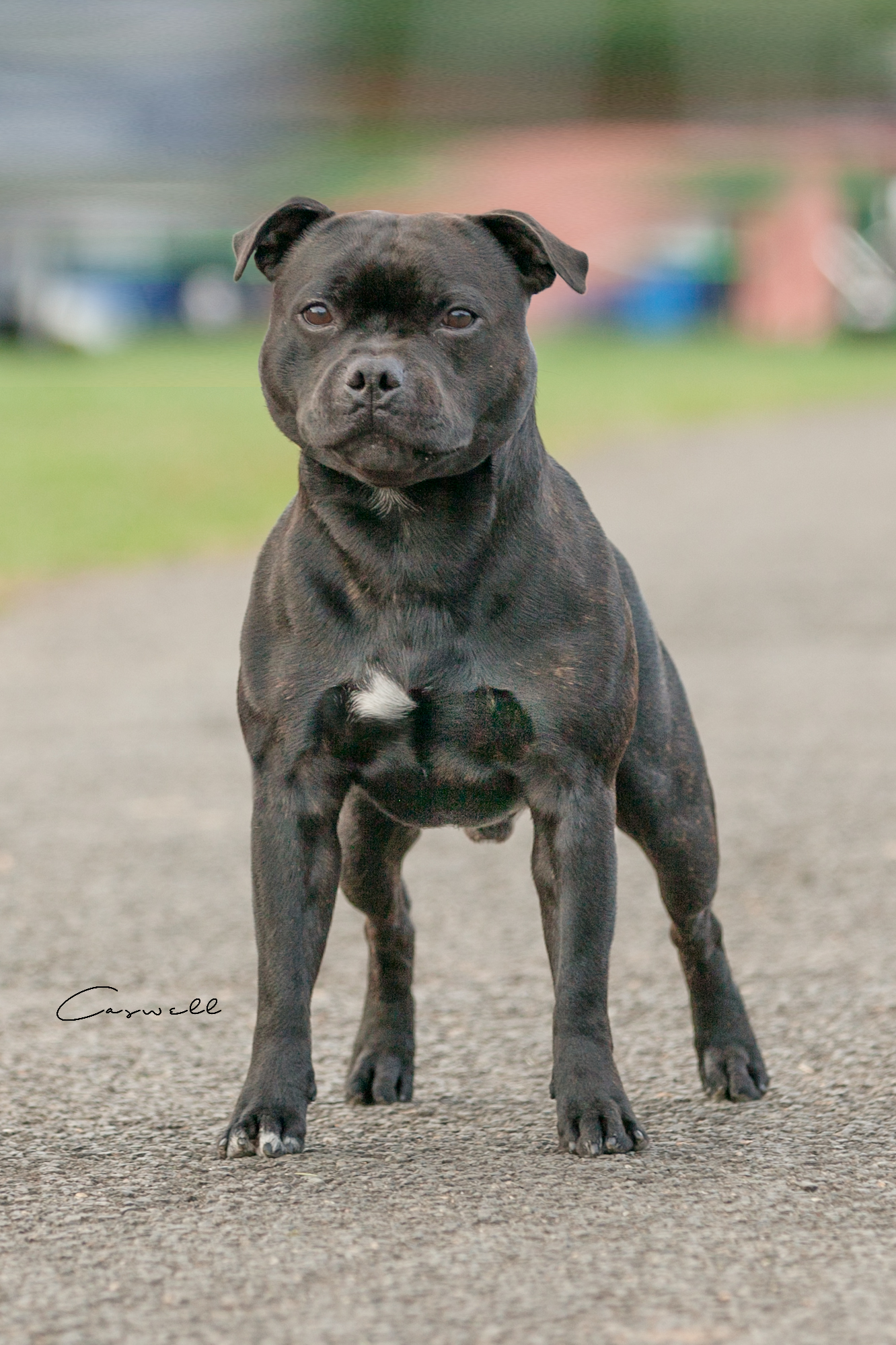 Studs-SBT Pedigree Database