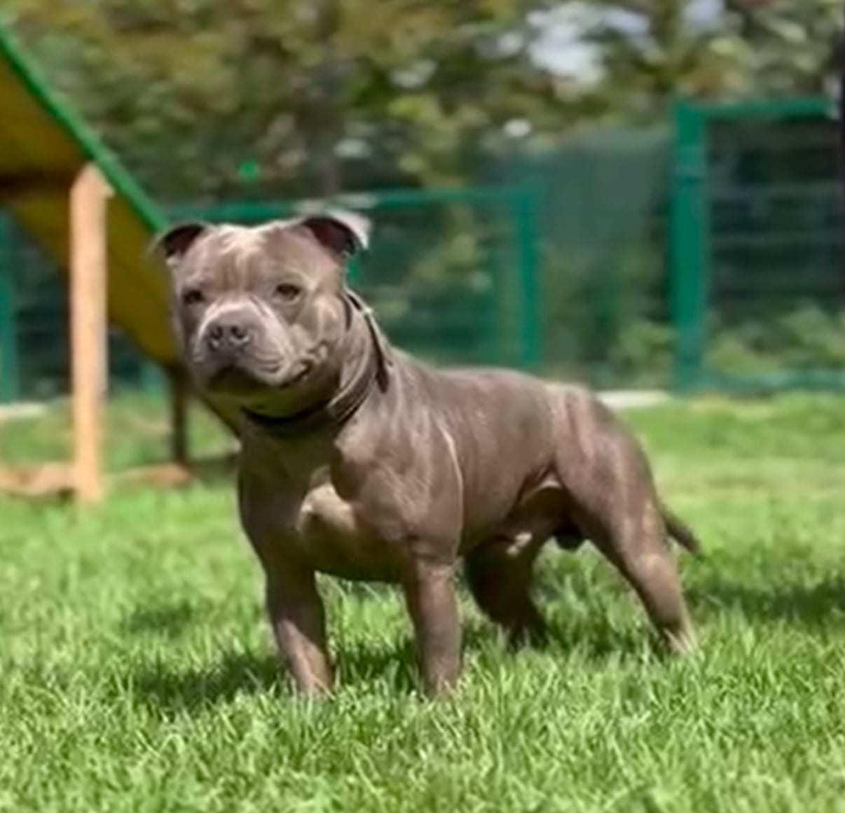 Pablo Baron | Staffordshire Bull Terrier | Hazmieh - SBT Pedigree