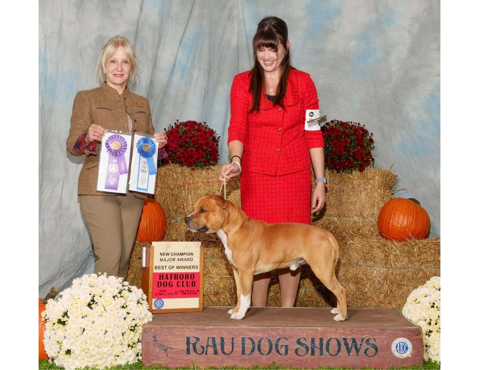 Tier 1's Red Simba FA | Staffordshire Bull Terrier | Bred by Tier 1 ...